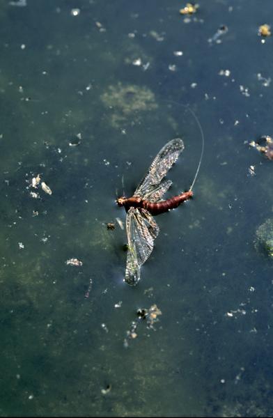 Bighorn Fishing, Mayfly Spinners, Two-Handed Season - Barry and Cathy ...